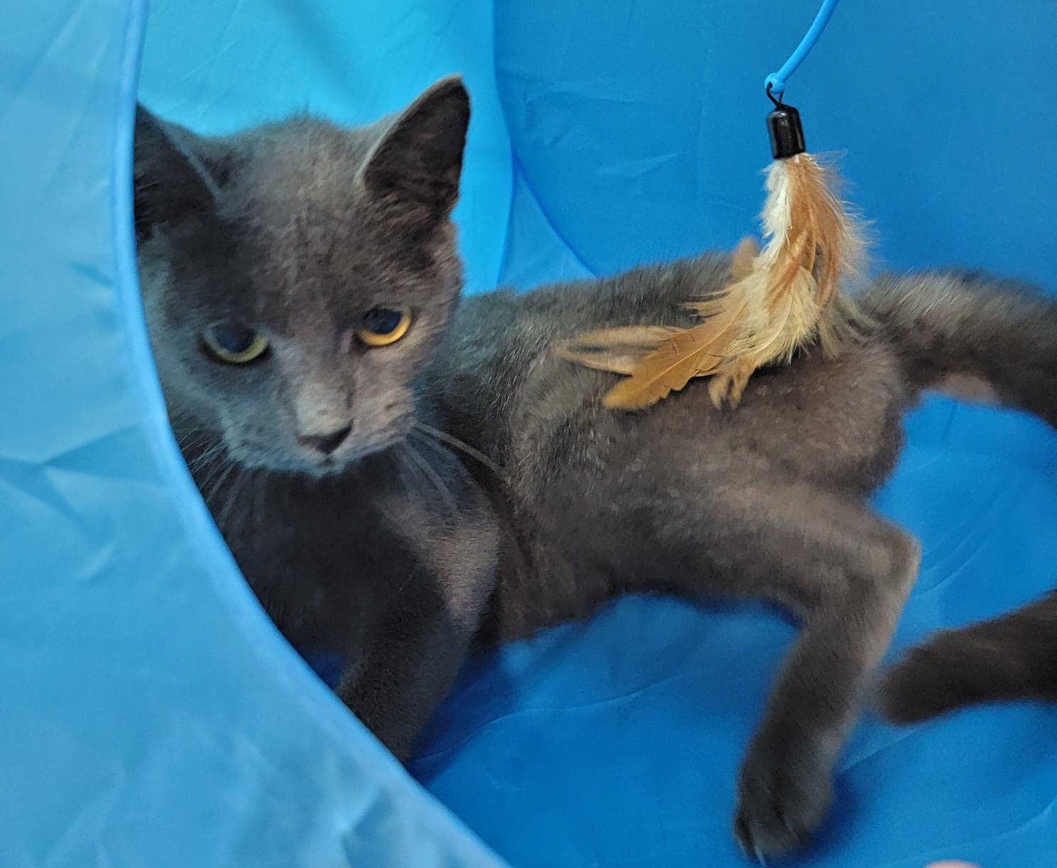 Cats for Adoption in Cahaba Heights, Alabama | Alpha Paw