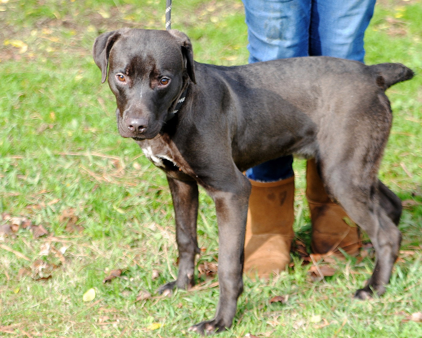 Dog for Adoption - Barney, a Boxer in Heflin, AL | Alpha Paw