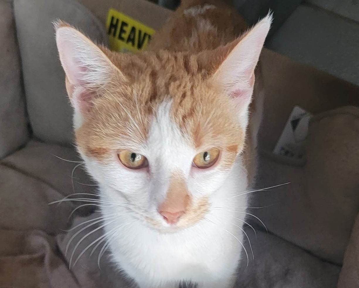 Cats for Adoption in Trussville, Alabama | Alpha Paw