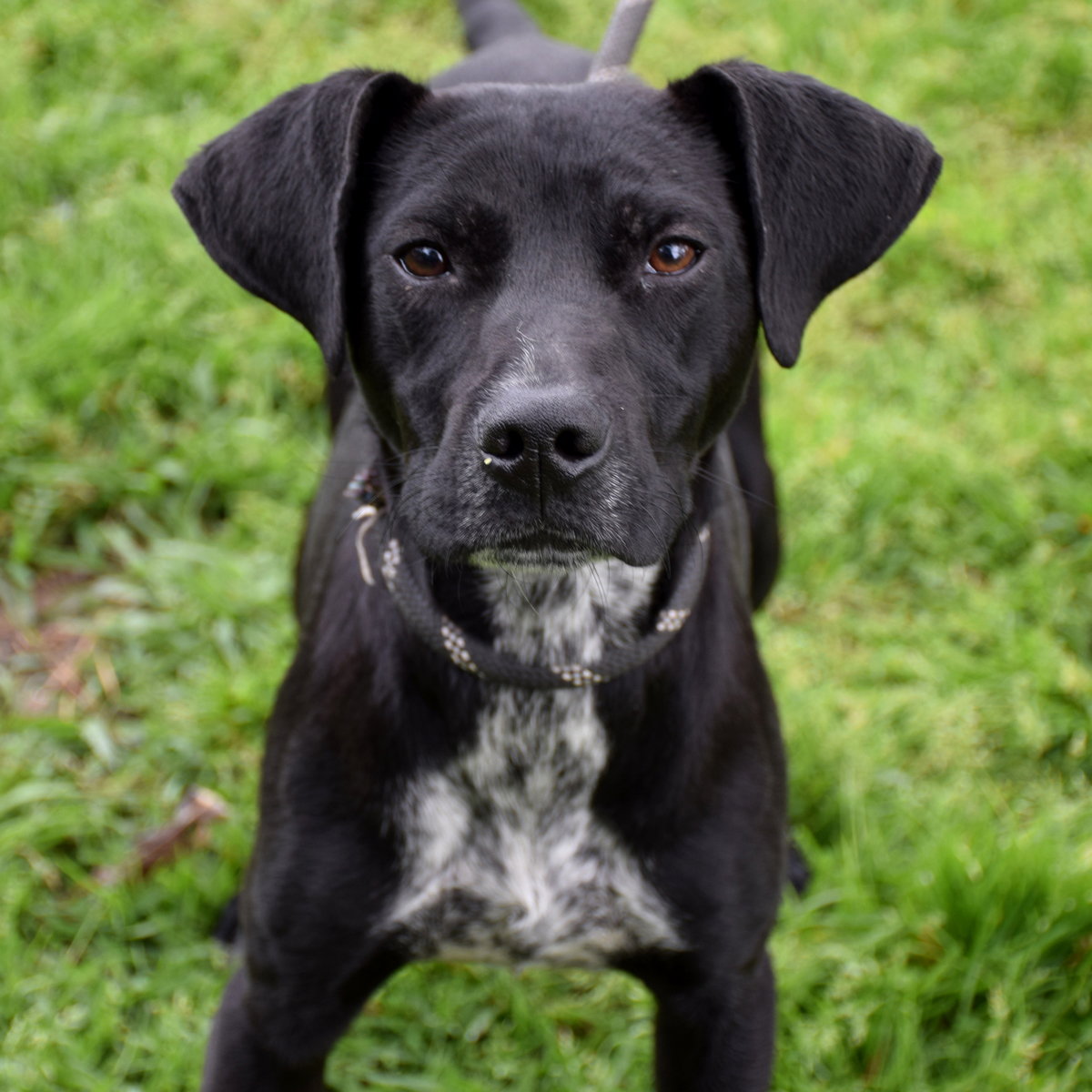 Dog for Adoption - Coal, a Hound in Heflin, AL | Alpha Paw