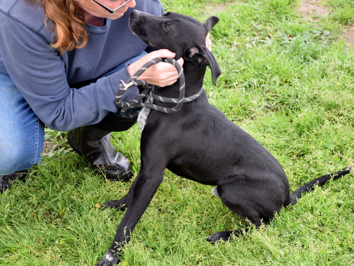 Dog for Adoption - Coal, a Hound in Heflin, AL | Alpha Paw