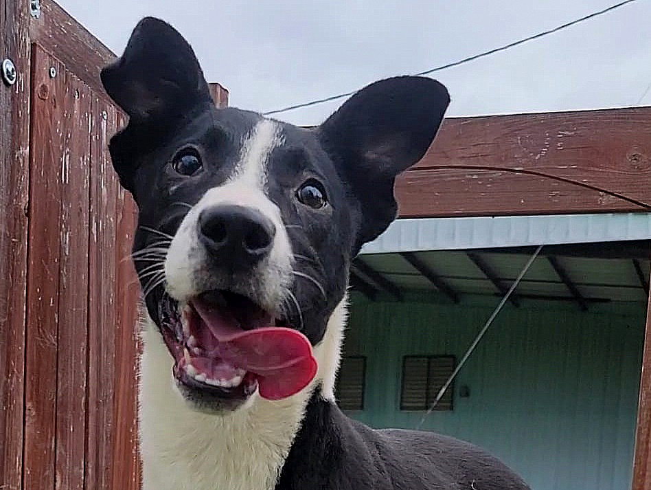 Dog for Adoption - Jared, a Labrador Retriever in Haralson County, GA ...