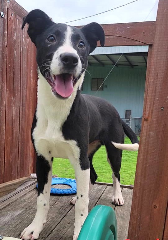 Dog for Adoption - Jared, a Labrador Retriever in Haralson County, GA ...