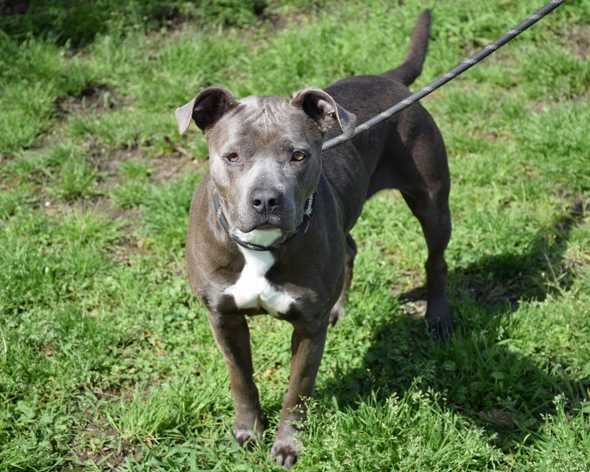 Dog for Adoption - Ida May, a American Staffordshire Terrier in ...