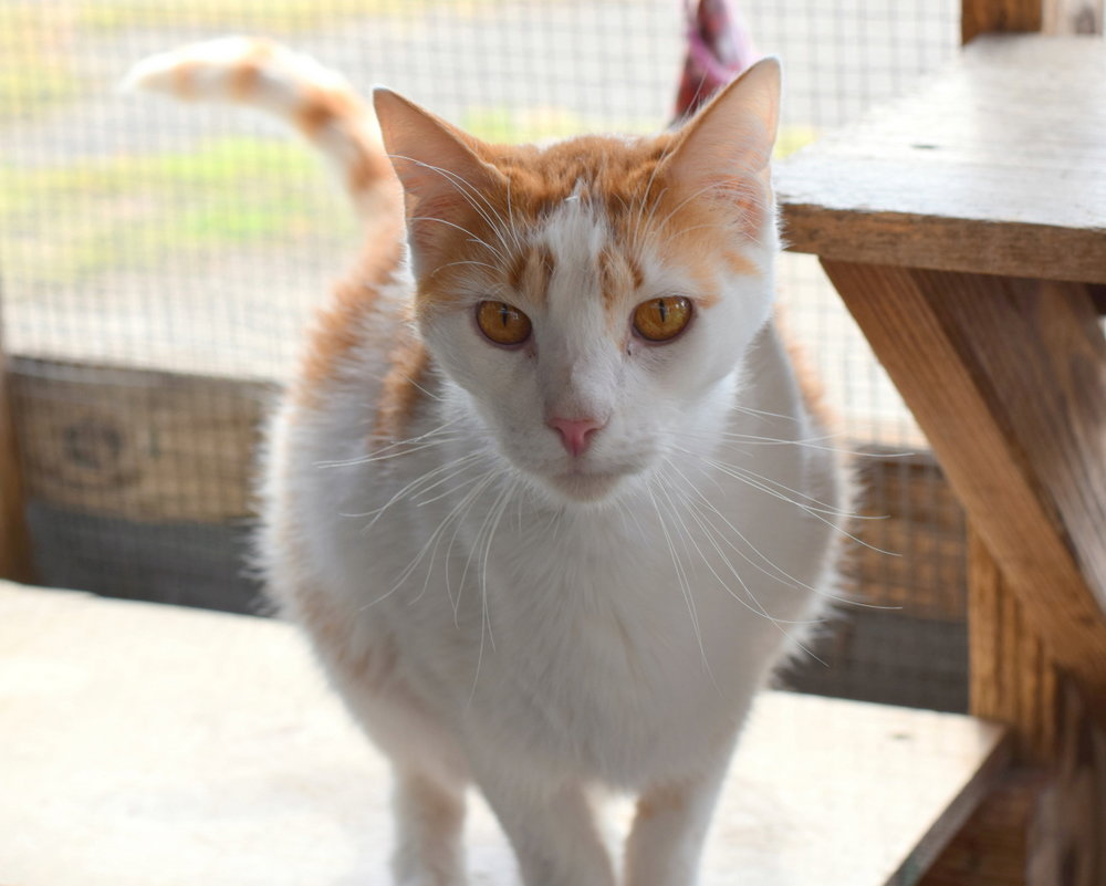 Cats for Adoption in Leesburg, Alabama | Alpha Paw