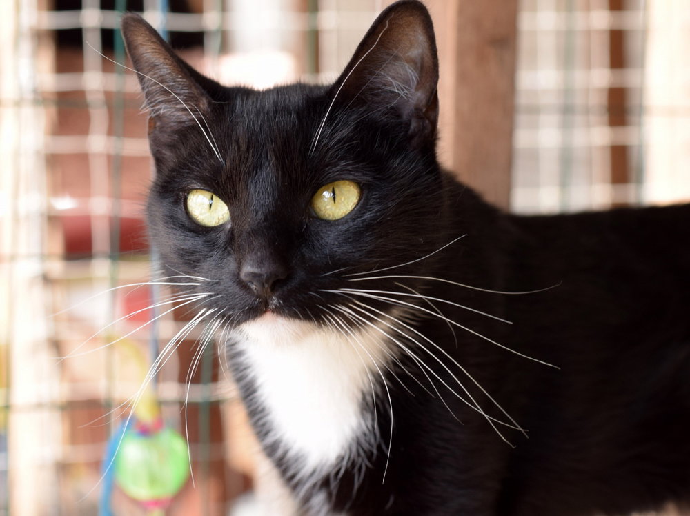 Cats for Adoption in Saks, Alabama | Alpha Paw