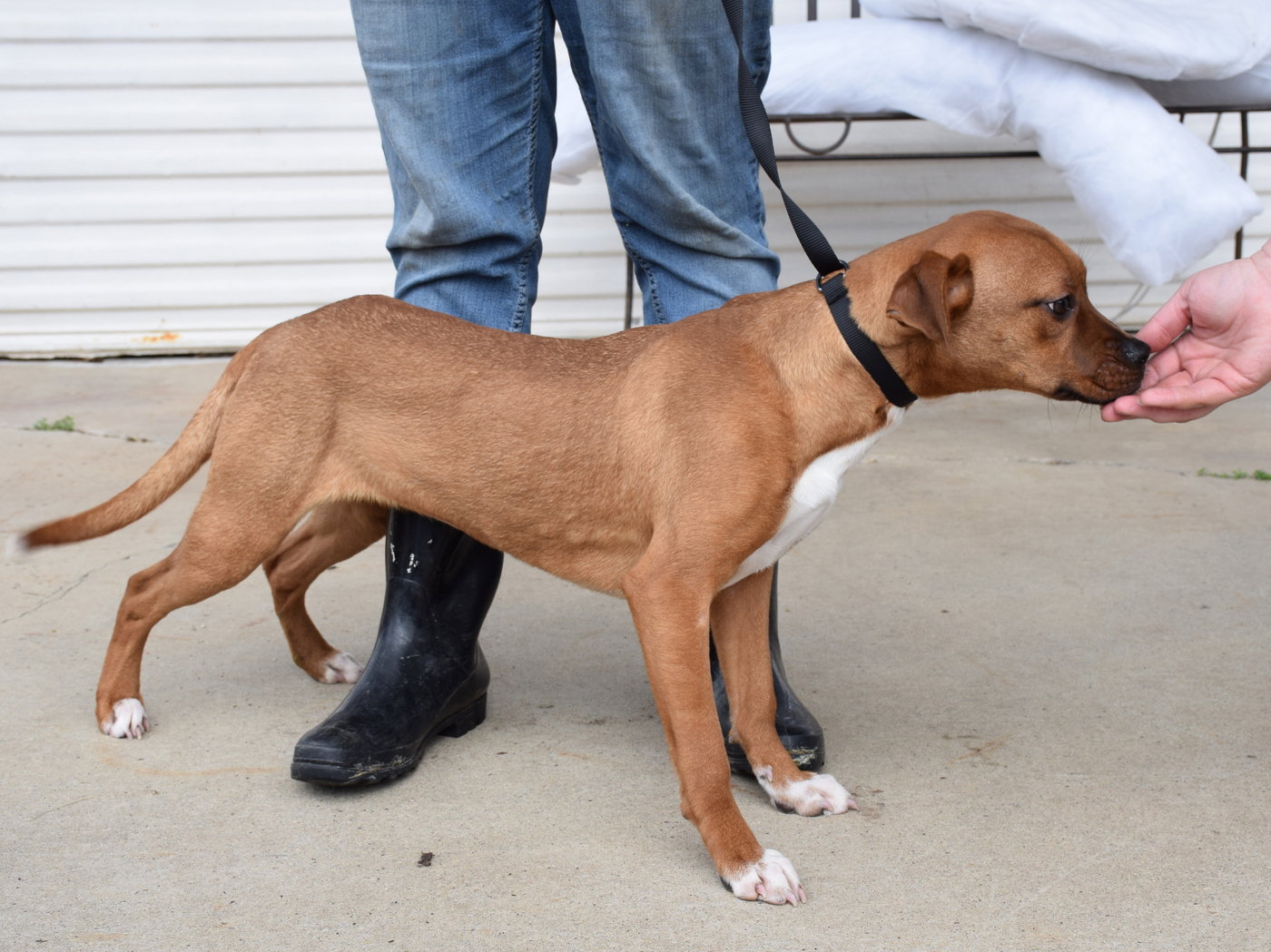 Dog for Adoption - Romy, a Mountain Cur in Oxford, AL | Alpha Paw