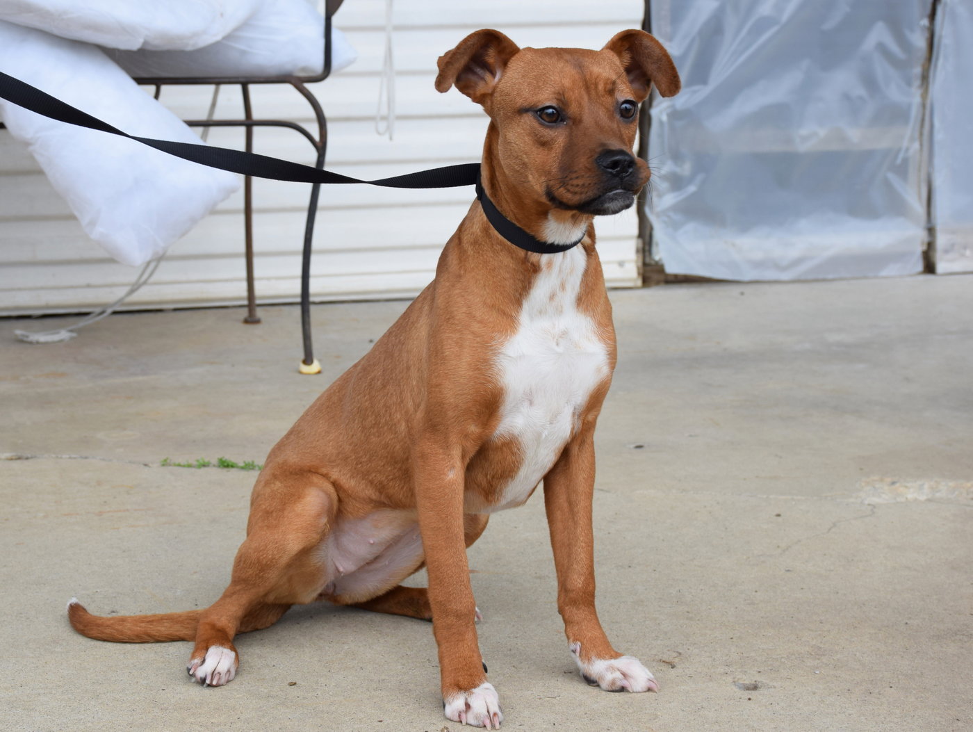 Dog for Adoption - Romy, a Mountain Cur in Oxford, AL | Alpha Paw