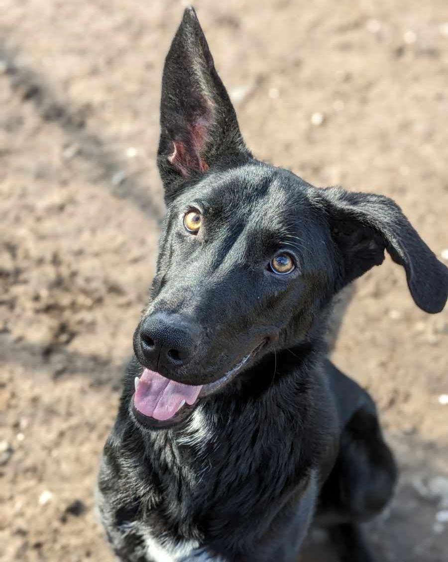 Dog for Adoption - Junior, a German Shepherd Dog in Carrollton, GA ...