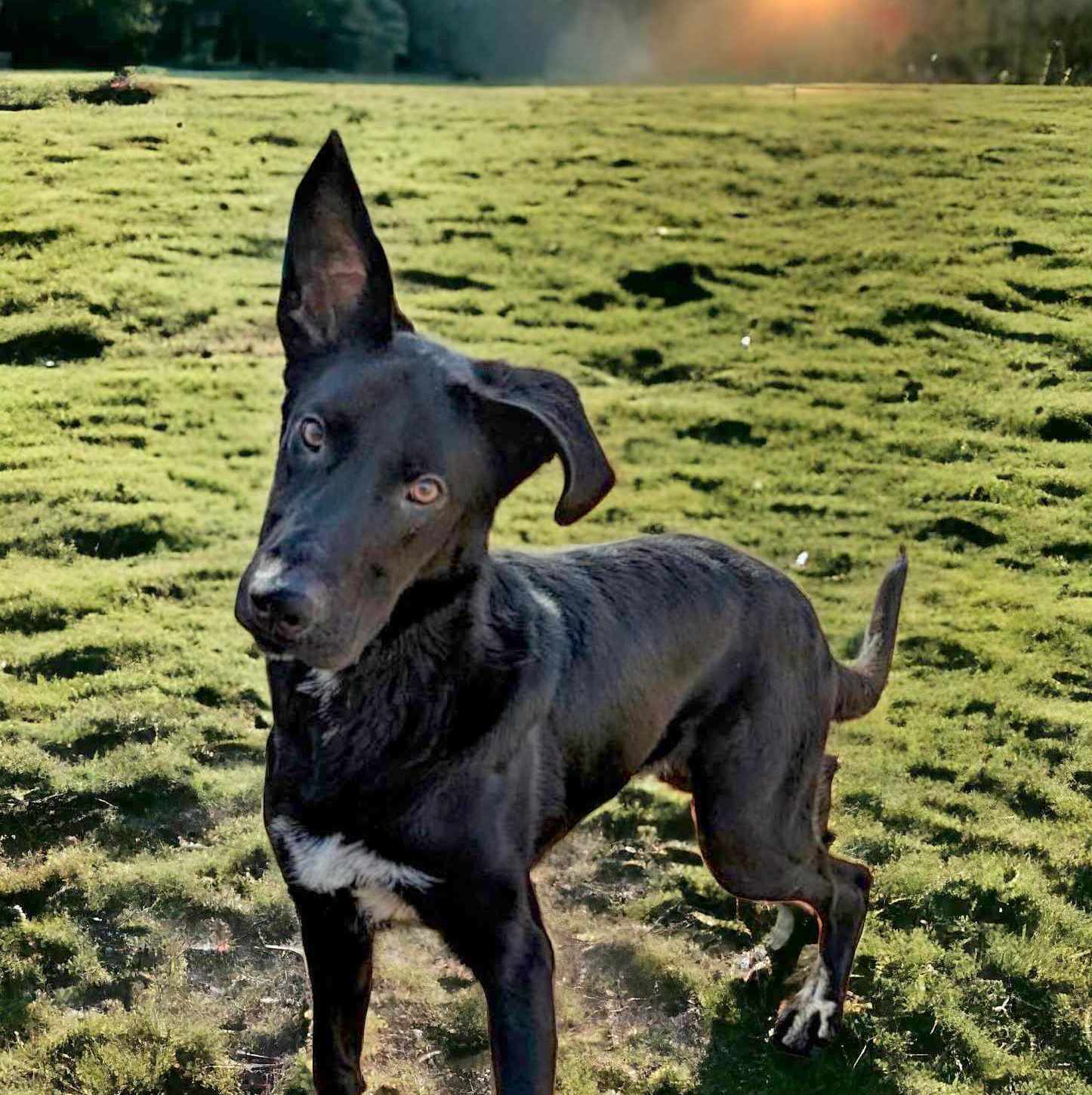 Dog for Adoption - Junior, a German Shepherd Dog in Carrollton, GA ...