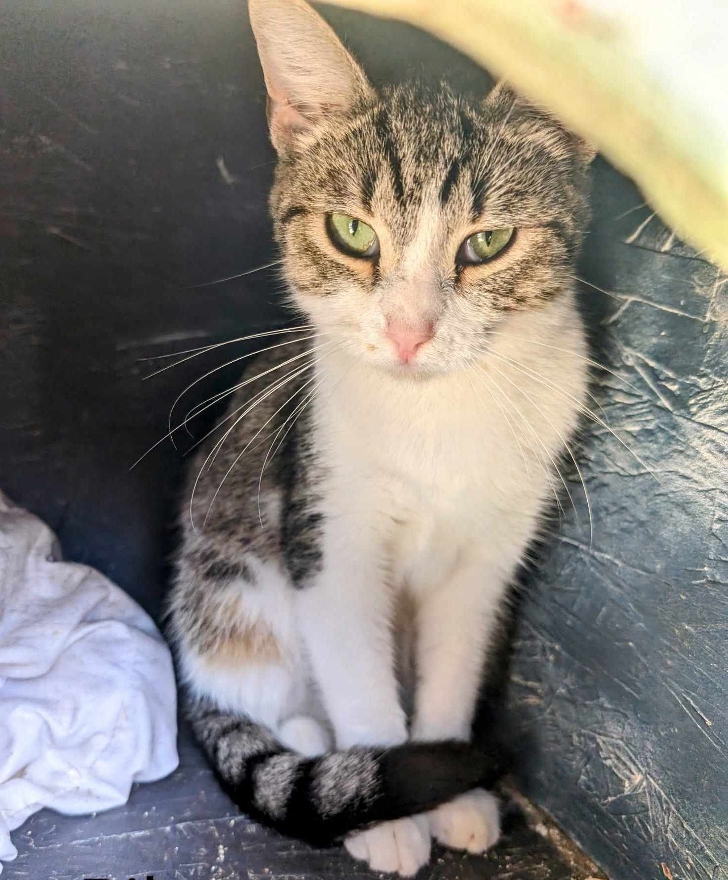 Cats for Adoption in Bremen, Georgia | Alpha Paw