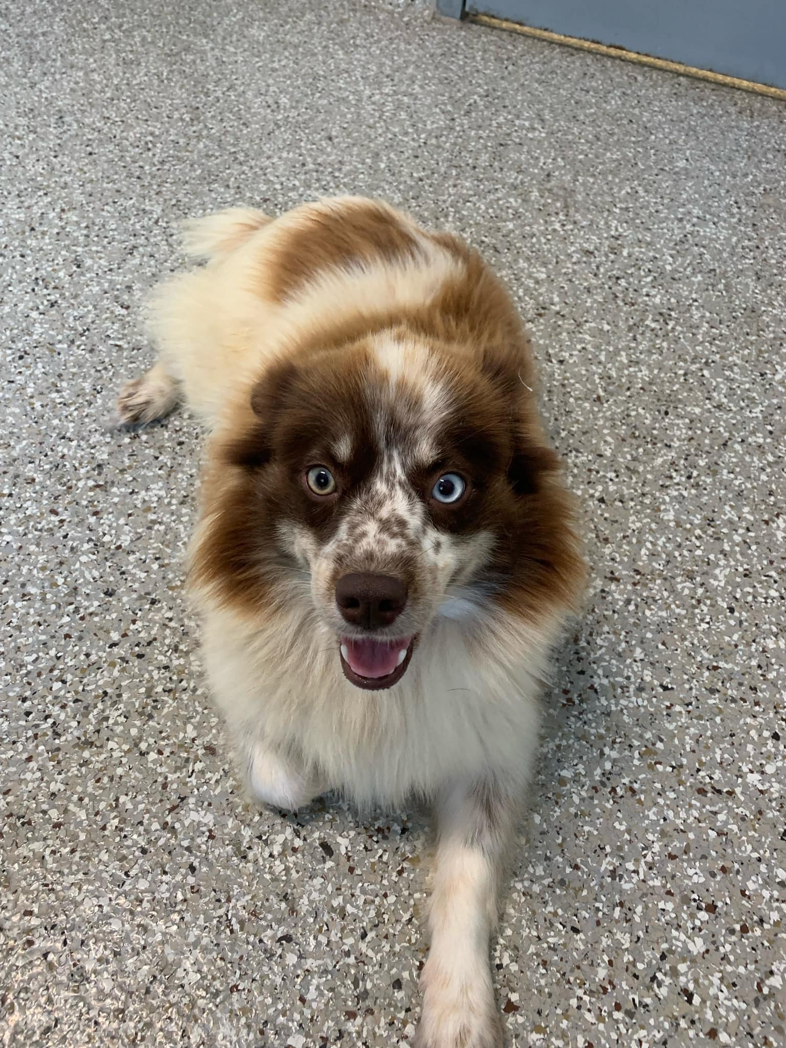 Dog for Adoption - Pansy & Petunia (Bonded Pair), a Spitz in Paw Paw ...