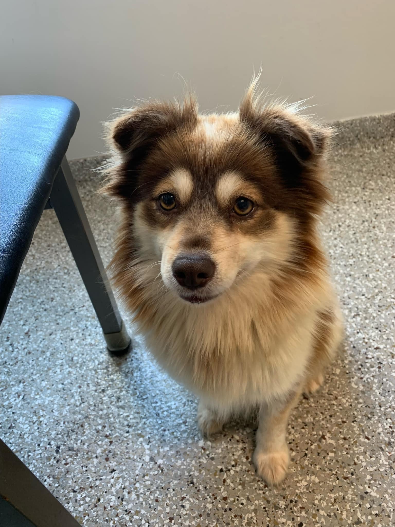Dog for Adoption - Pansy & Petunia (Bonded Pair), a Spitz in Paw Paw ...