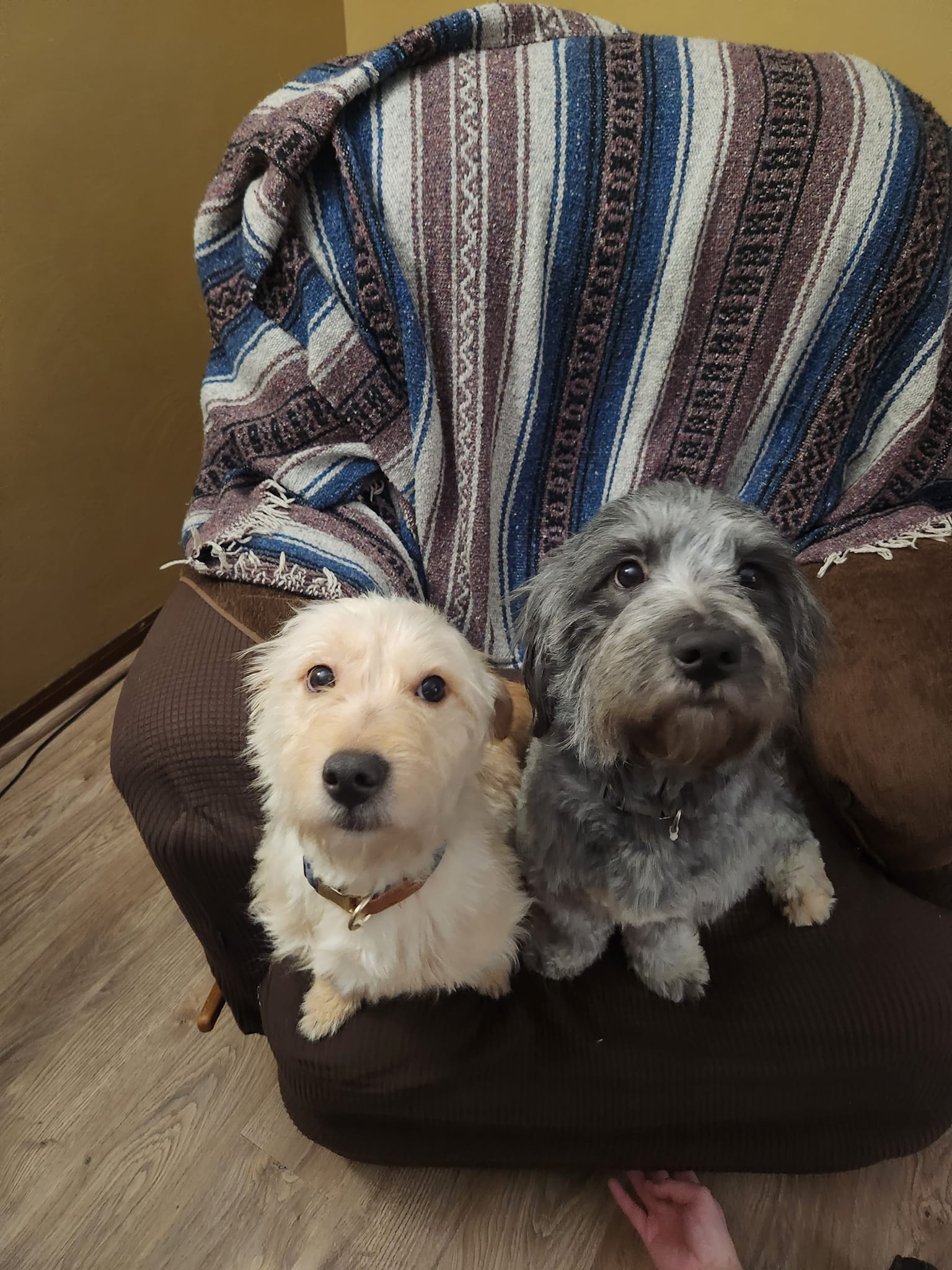 Dog for Adoption - Tobi & Mickey (Bonded Pair), a Terrier in Allegan ...