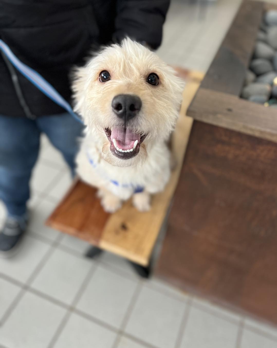 Dog for Adoption - Tobi & Mickey (Bonded Pair), a Terrier in Allegan ...