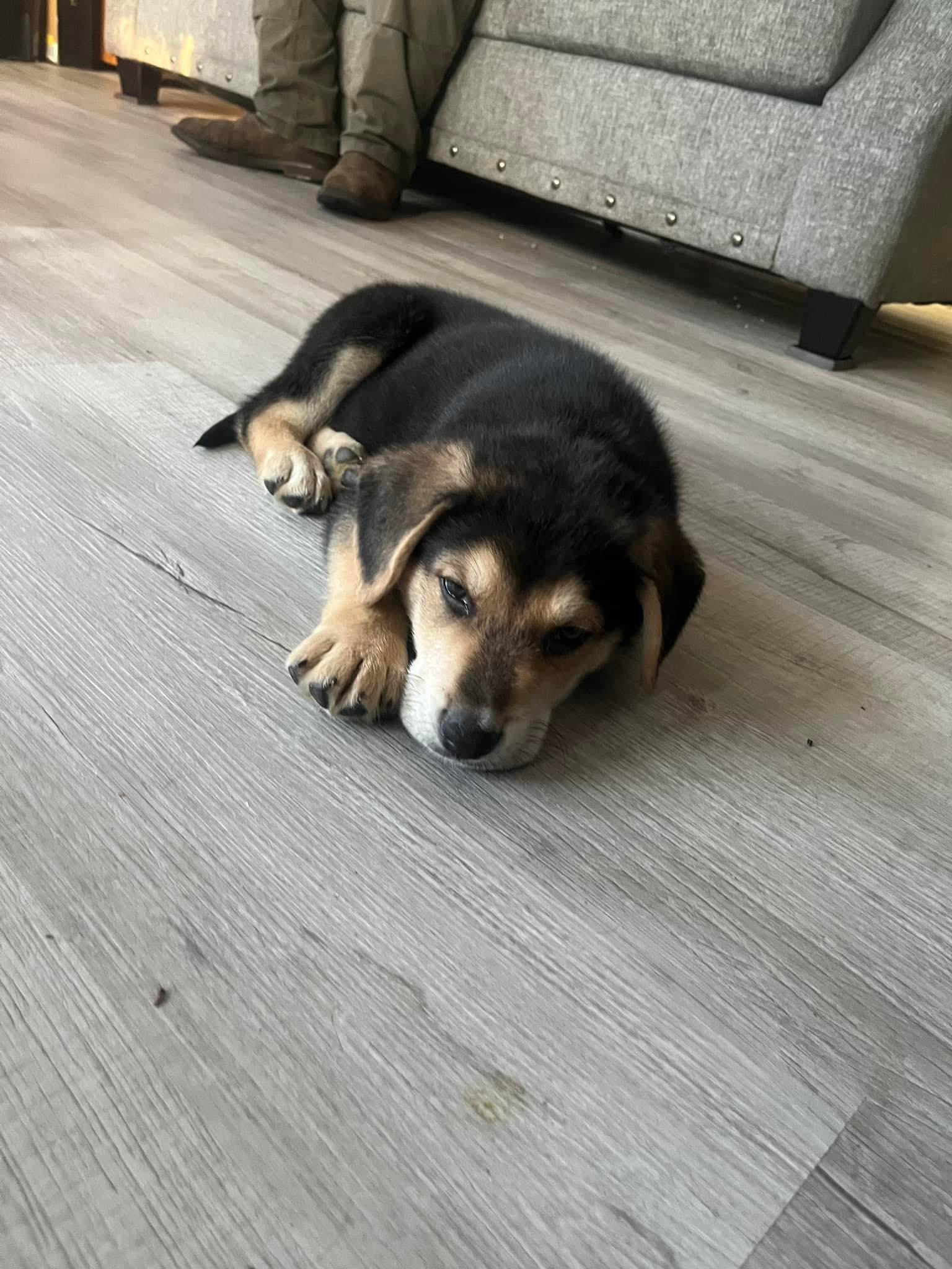 Dog adoption in Holland, MI 49424: Shepherd Dog "Gunner"