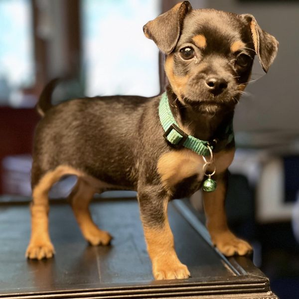 Dog for Adoption - Jimmy Buffett, a Miniature Pinscher in Wayland, MI ...