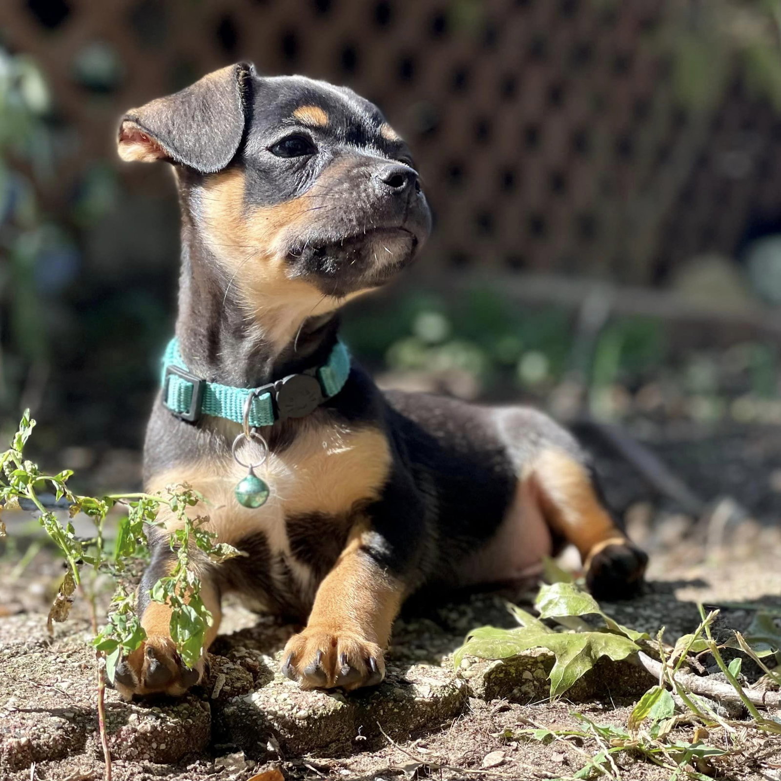Dog for Adoption - Jimmy Buffett, a Miniature Pinscher in Wayland, MI ...