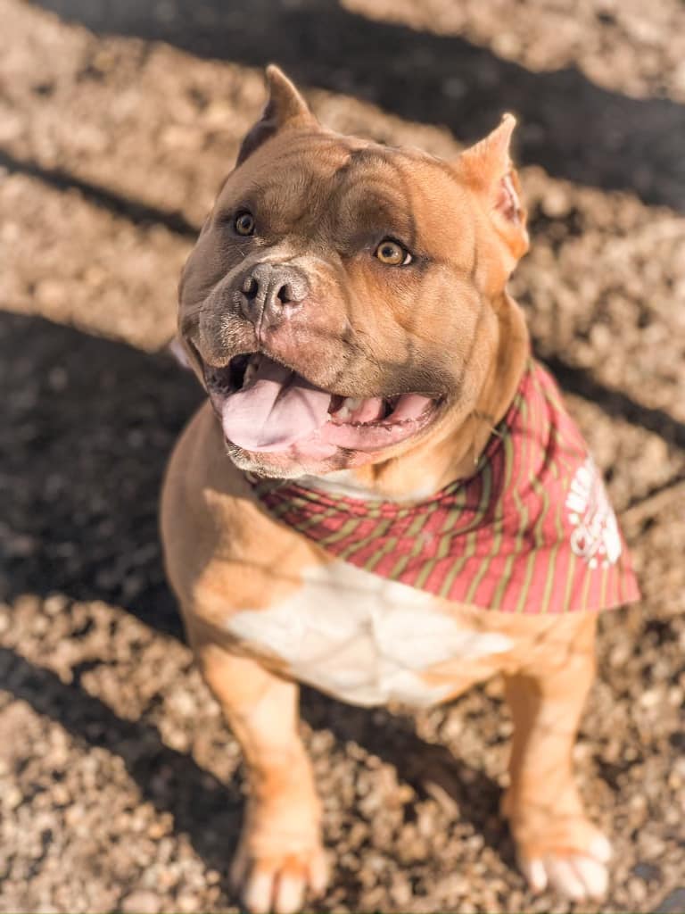 Dog for Adoption - Manatee, a Pit Bull Terrier in Paw Paw, MI | Alpha Paw