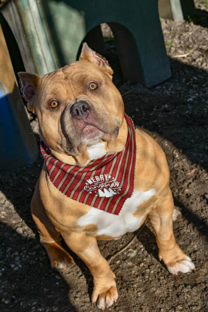 Dog for Adoption - Manatee, a Pit Bull Terrier in Paw Paw, MI | Alpha Paw