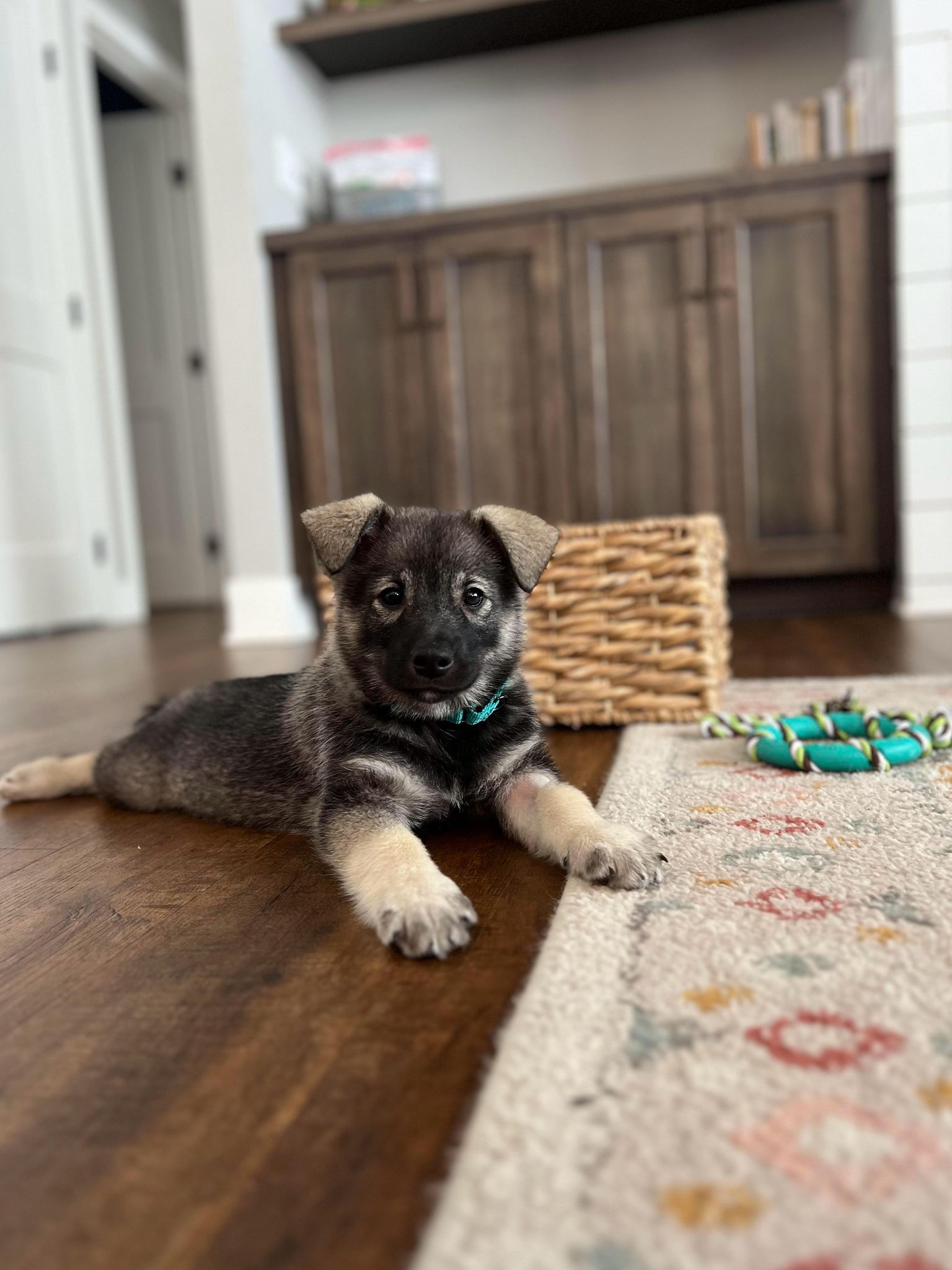 Dog for Adoption - Dozer, a Norwegian Elkhound in Holland, MI | Alpha Paw