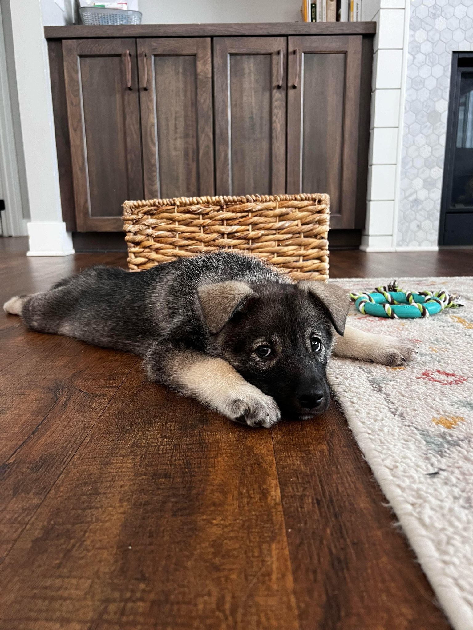 Dog for Adoption - Dozer, a Norwegian Elkhound in Holland, MI | Alpha Paw