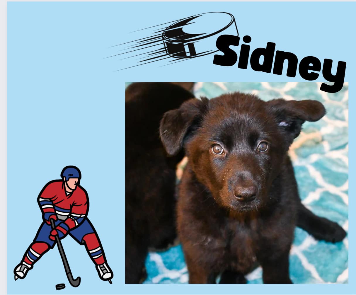 Dog for Adoption - Sidney, a German Shepherd Dog in Wayland, MI | Alpha Paw