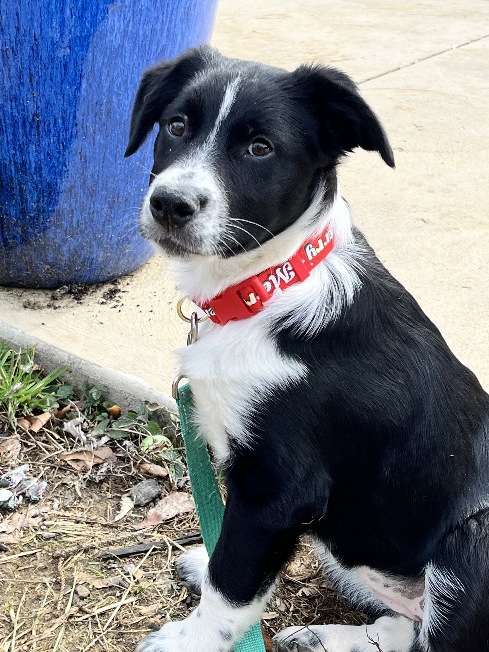 Dog for Adoption - Phoebe, a Border Collie in Jackson, NJ | Alpha Paw