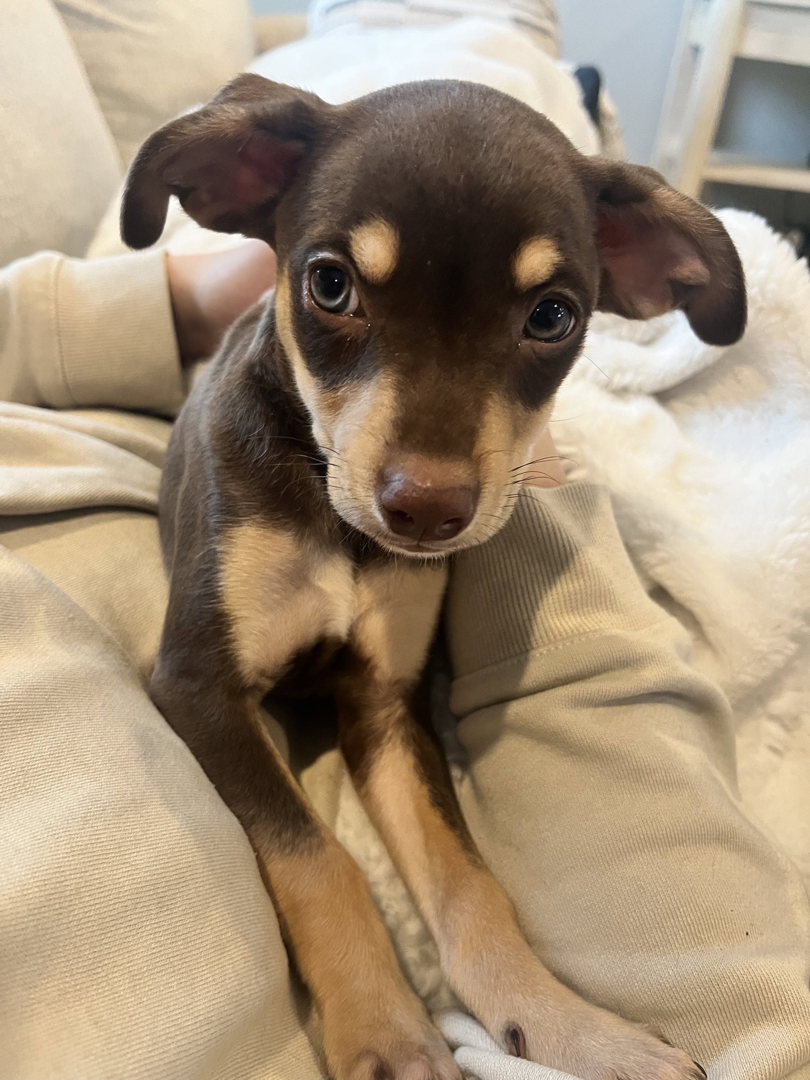 Dog for Adoption - Brandy- ADOPTION PENDING, a Chihuahua in Newark, DE ...