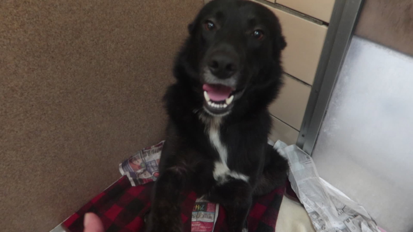 Dog for Adoption - Mack, a Black Labrador Retriever in Chicago, IL ...