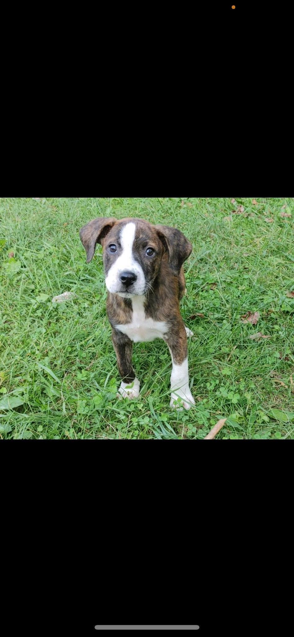 Dog for Adoption - Luke and Zeke, a Boxer in Lake County, IN | Alpha Paw