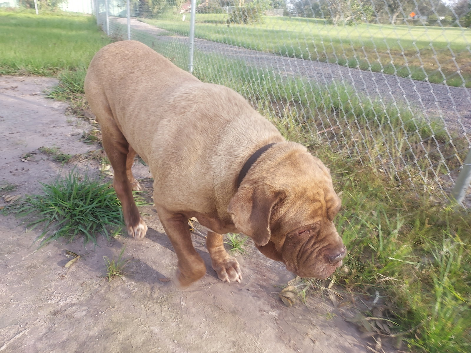 Adoptable Dogs — Satchel’s Last Resort