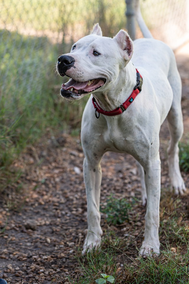 Adoptable Dogs — Satchel’s Last Resort