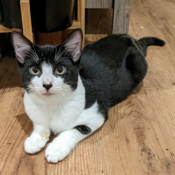 Cats for Adoption in Southport, Connecticut | Alpha Paw