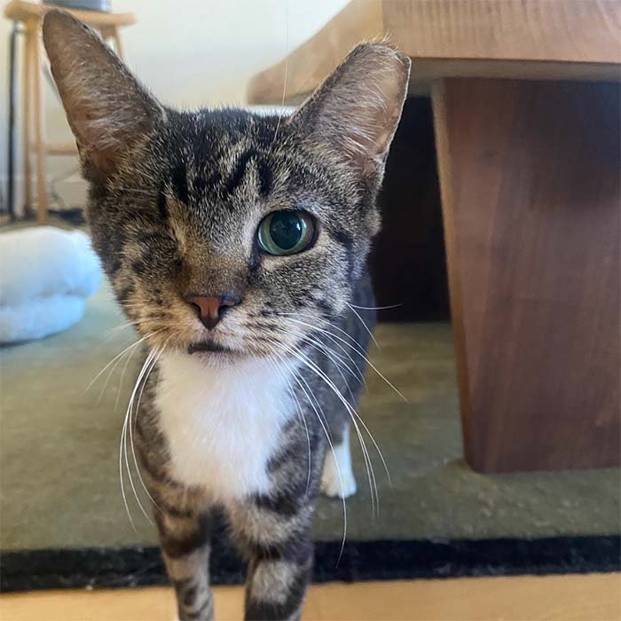 Our Cats – Brooklyn Cat Cafe