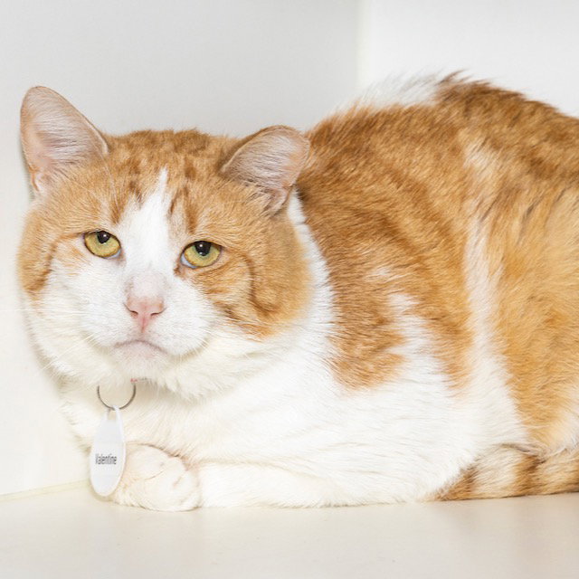 Our Cats – Brooklyn Cat Cafe