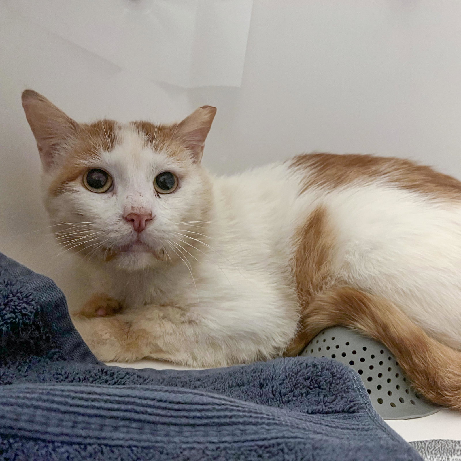 Our Cats – Brooklyn Cat Cafe