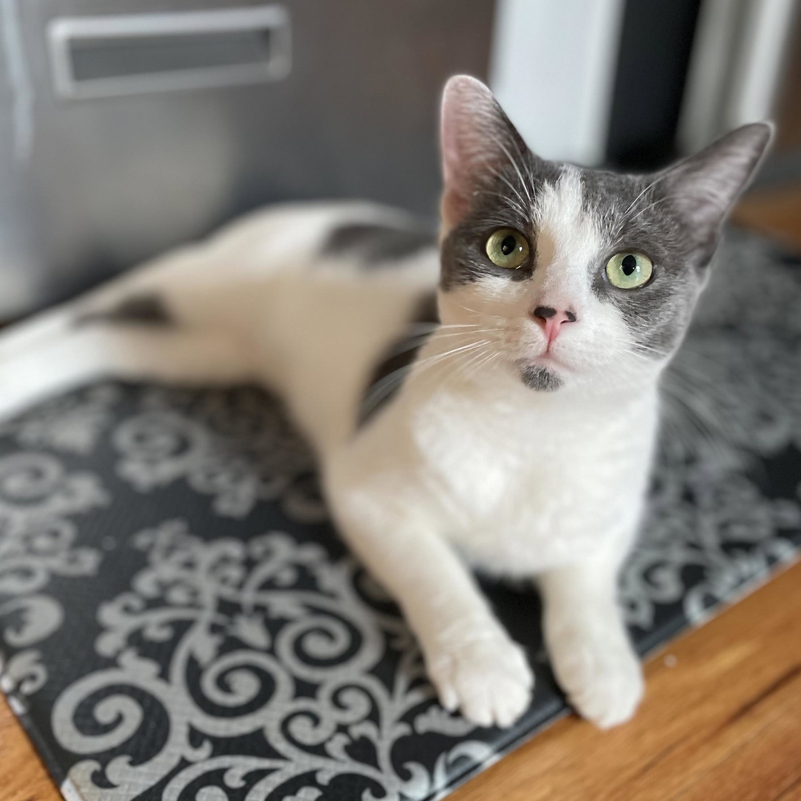 Our Cats – Brooklyn Cat Cafe