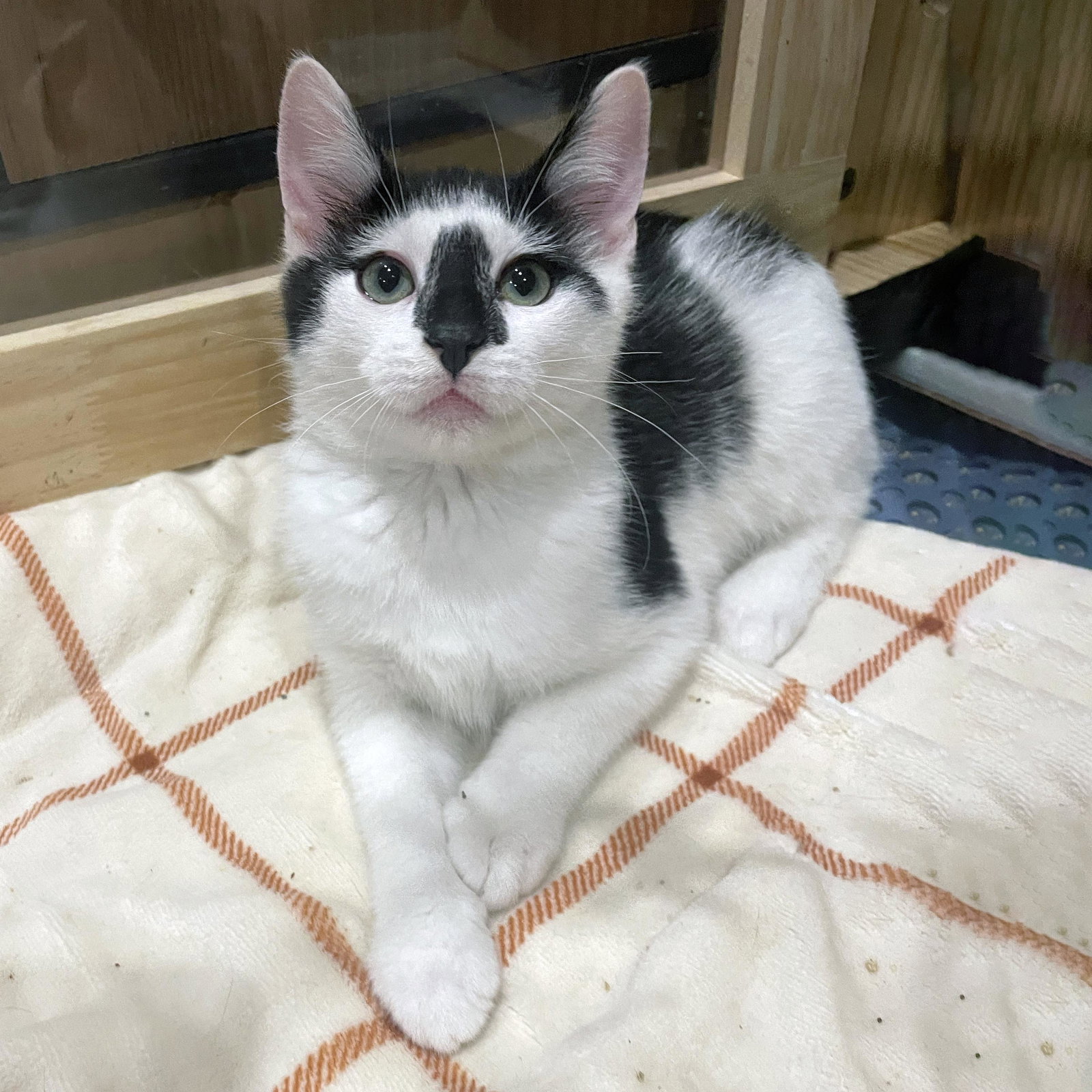Our Cats – Brooklyn Cat Cafe
