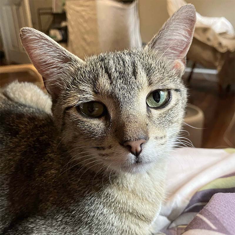 Our Cats – Brooklyn Cat Cafe
