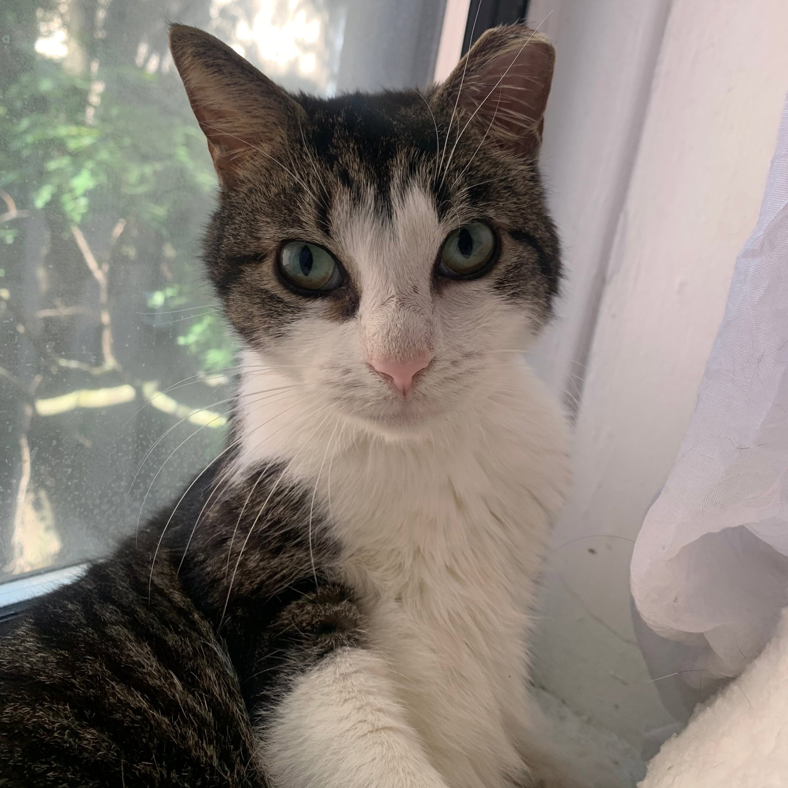Cat adoption in Brooklyn, NY 11202: Domestic Short Hair Cat "Billy"