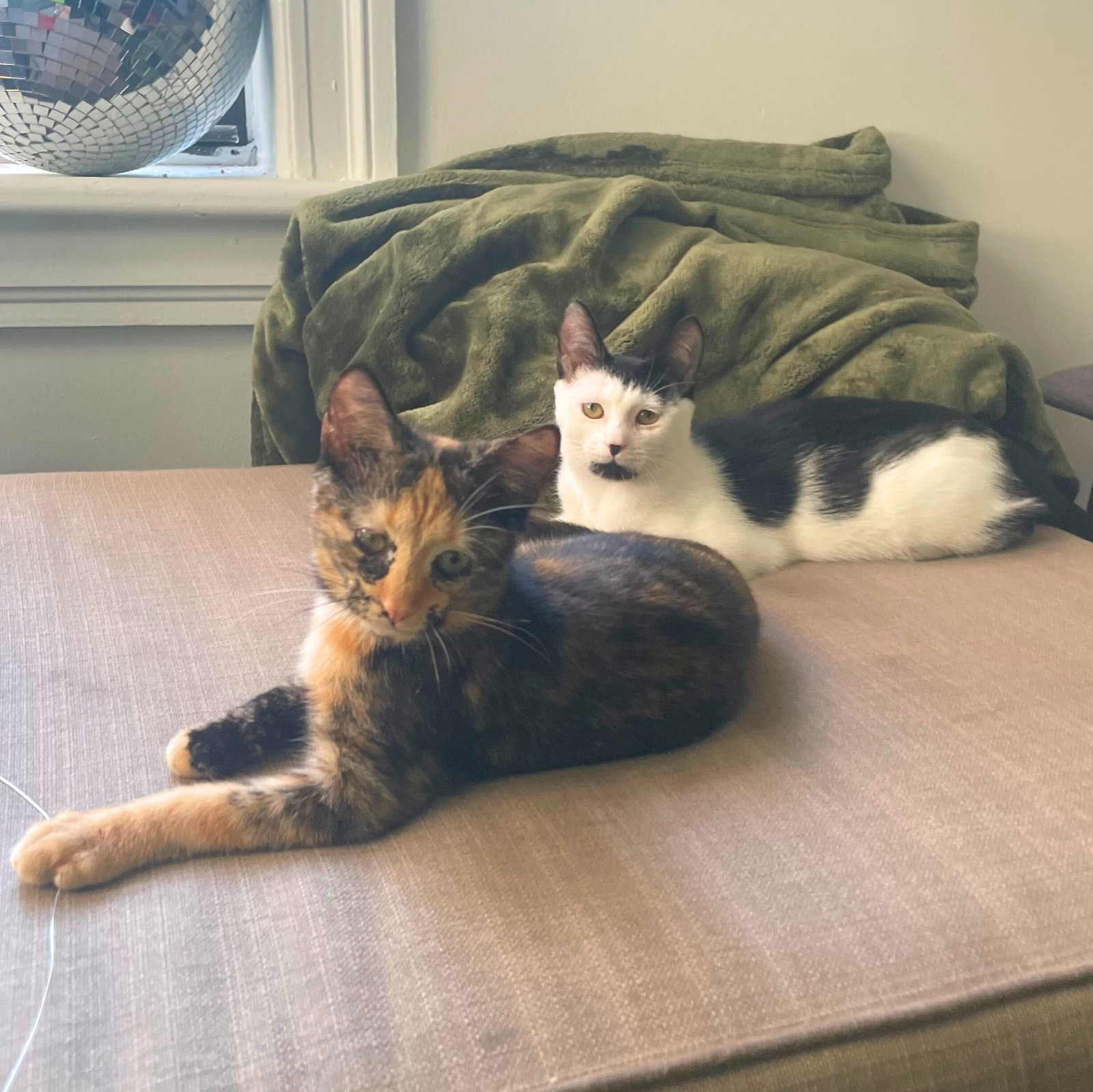 Cat adoption in Brooklyn, NY 11201: Domestic Short Hair (short coat ...