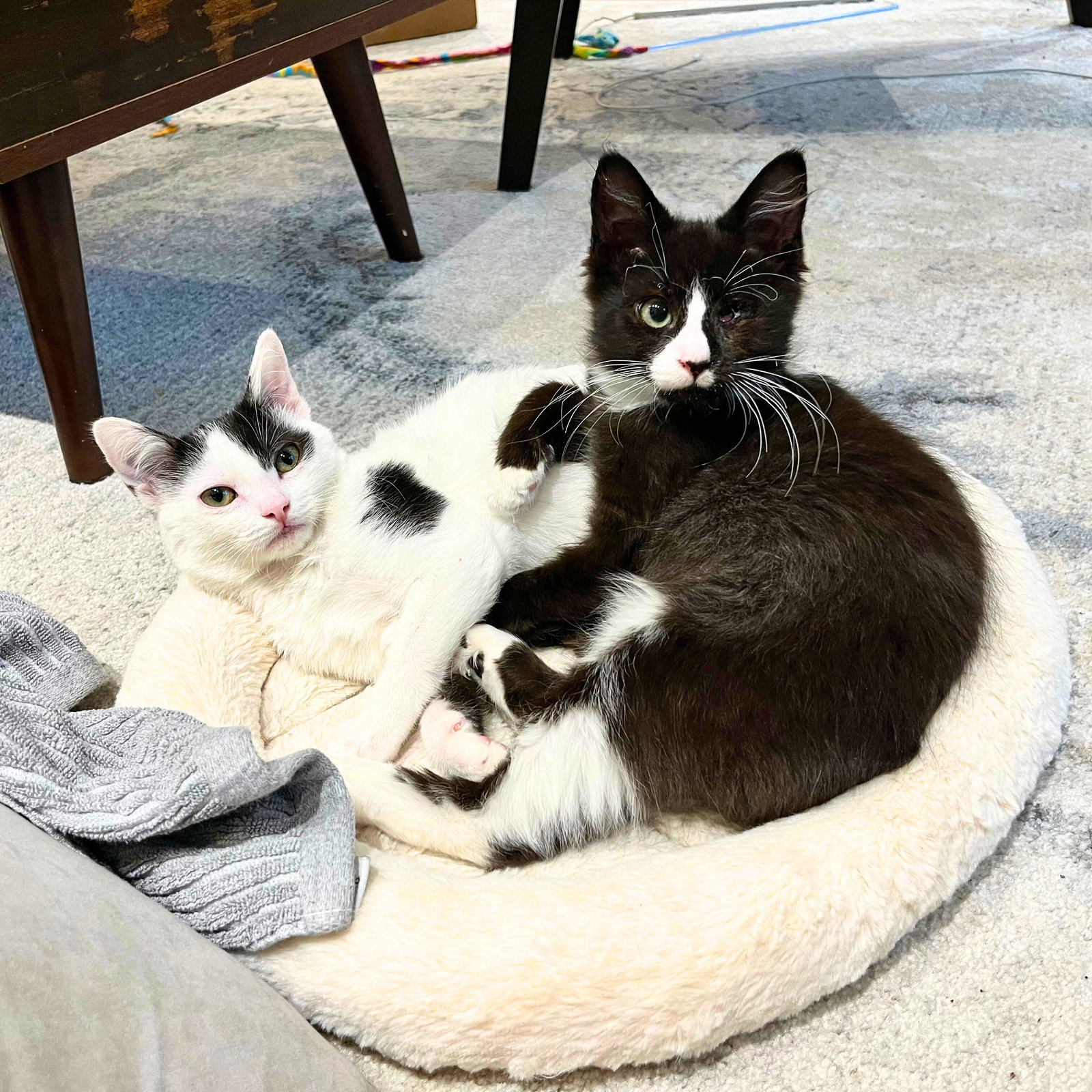 Our Cats – Brooklyn Cat Cafe