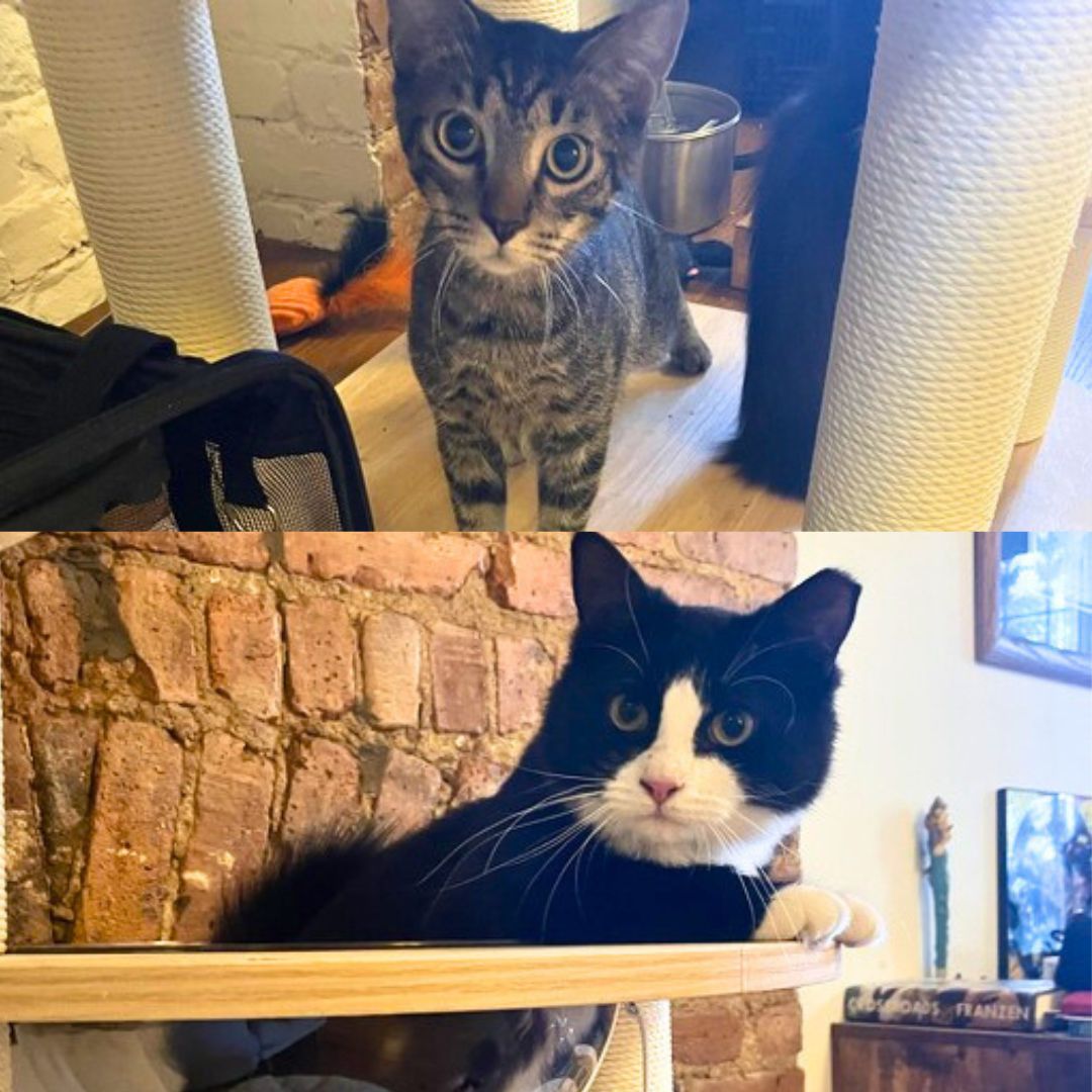 Our Cats – Brooklyn Cat Cafe