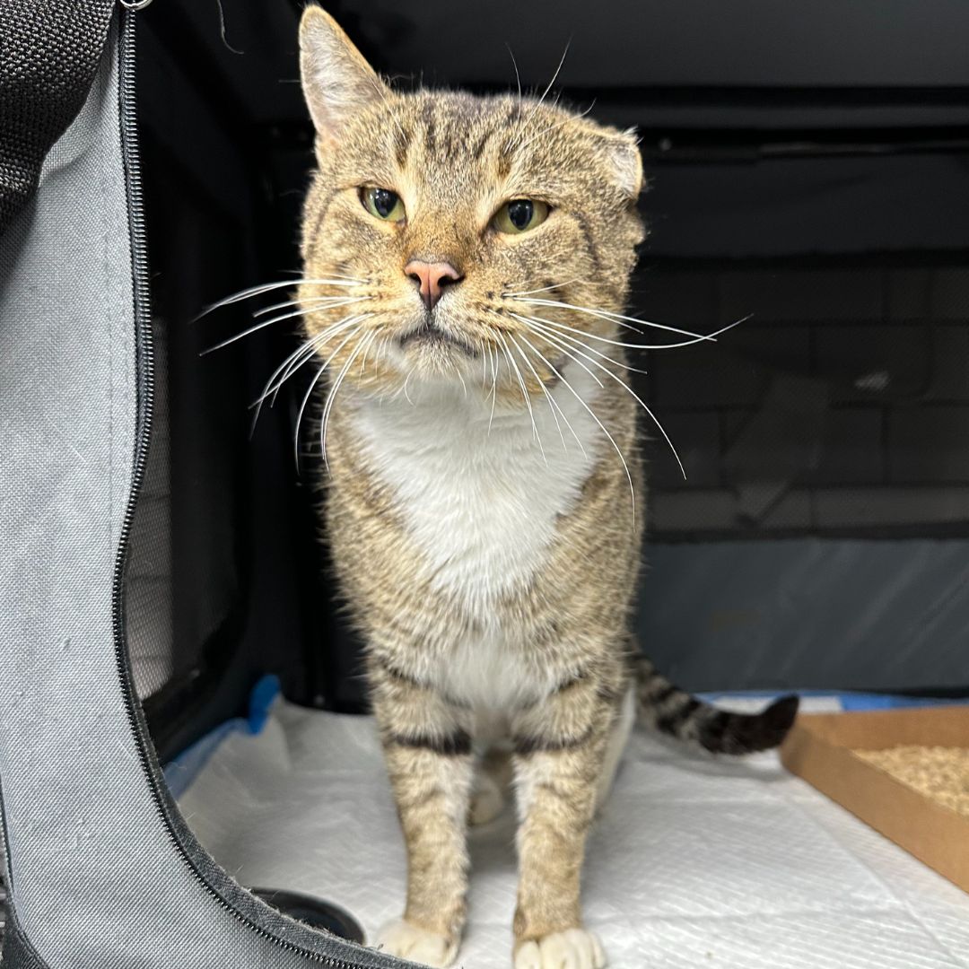 Our Cats – Brooklyn Cat Cafe