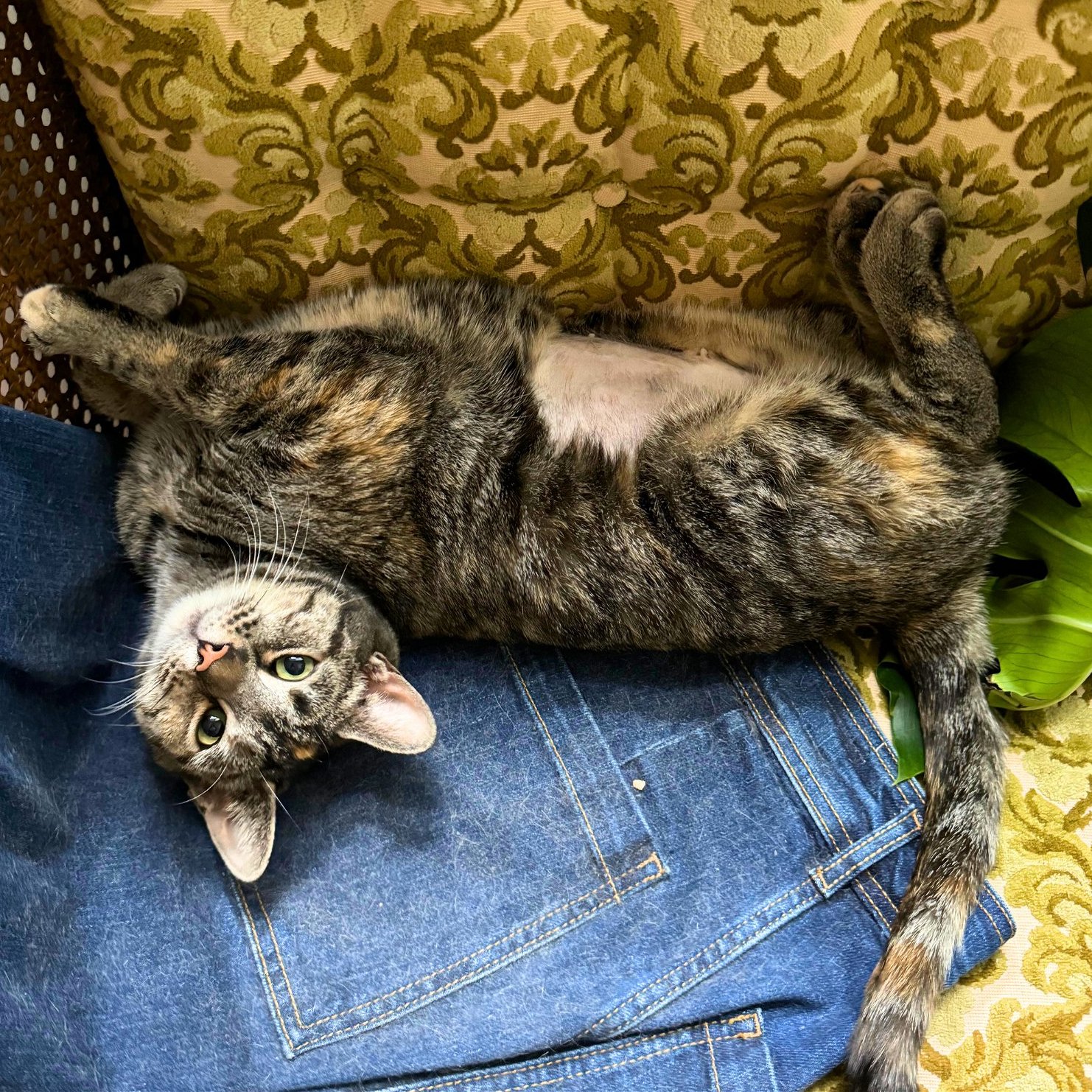Our Cats - Brooklyn Cat Cafe