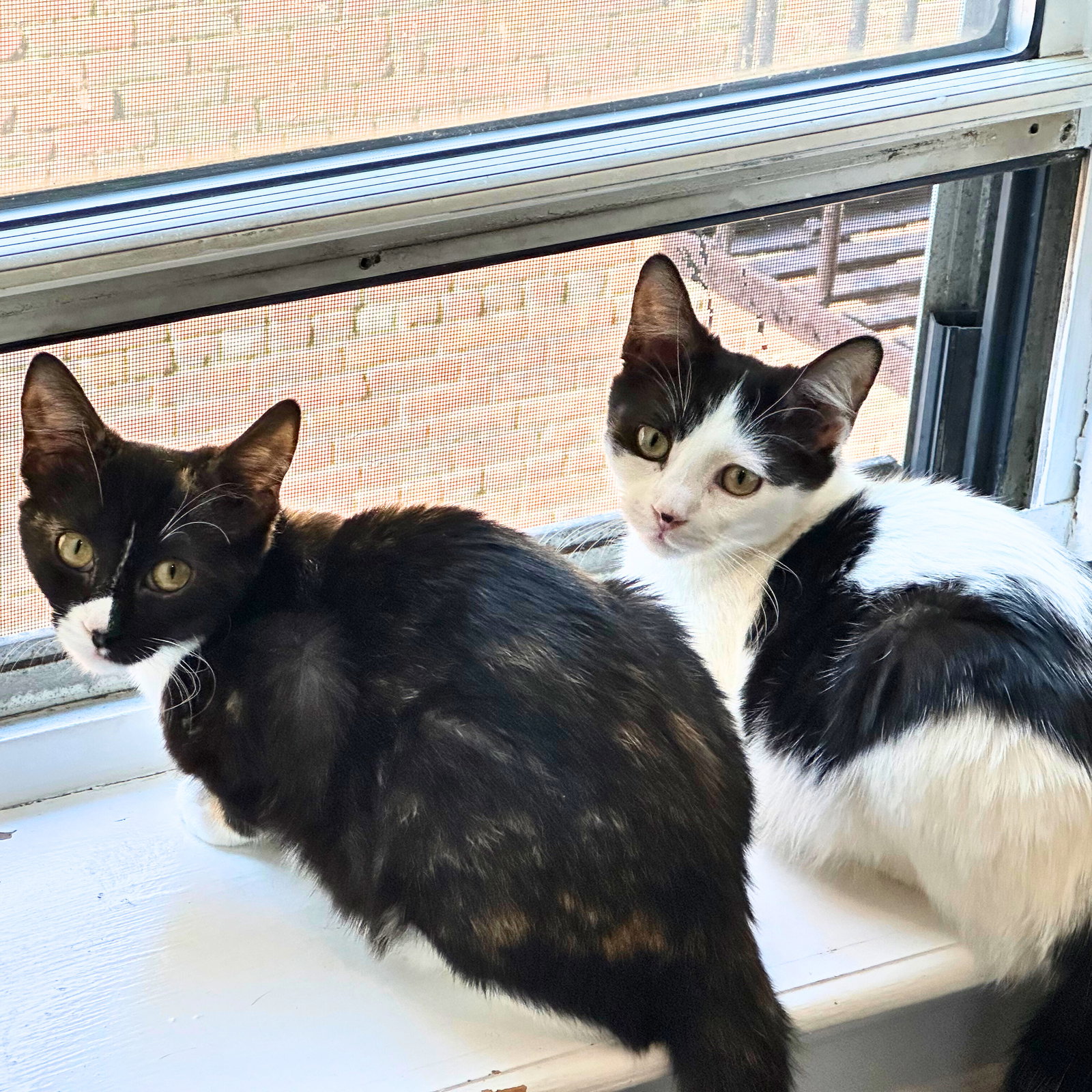 Our Cats - Brooklyn Cat Cafe