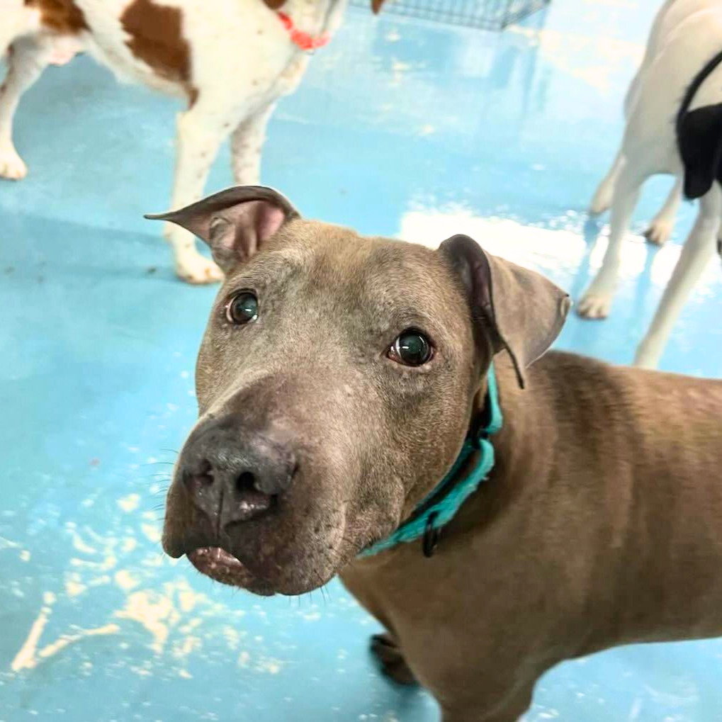 Dog for Adoption - Neil, the seal, a Pit Bull Terrier in Rahway, NJ ...