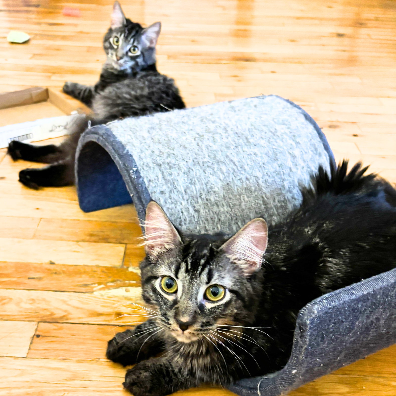 Our Cats - Brooklyn Cat Cafe