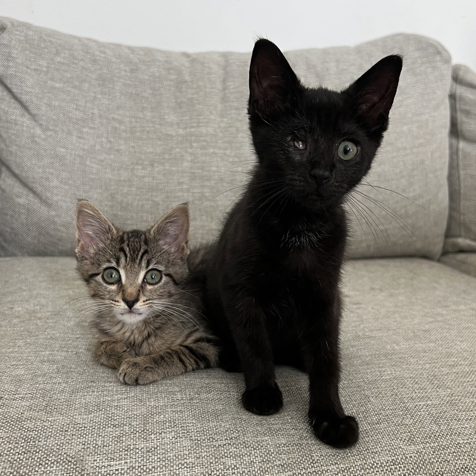 Our Cats - Brooklyn Cat Cafe